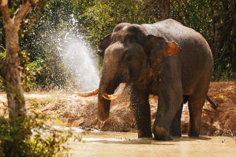 Weheragala National Park: Jeep Safari Tour - The Worthwhile Details