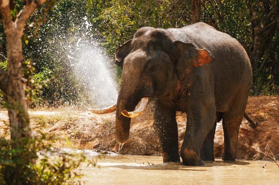 Weheragala National Park: Jeep Safari Tour - The Worthwhile Details