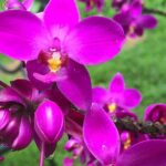 Welchman Hall Gully, Huntes Garden and Peg Farm Family Day - Authentic Experiences and Genuine Encounters