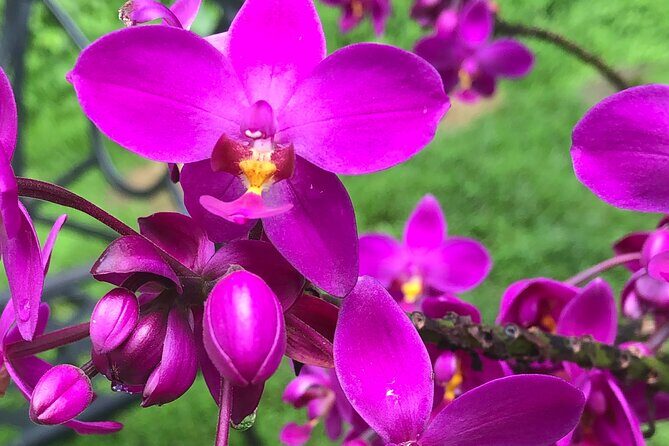 Welchman Hall Gully, Huntes Garden and Peg Farm Family Day - Authentic Experiences and Genuine Encounters