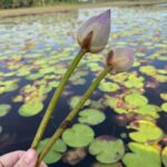 Weligama: Sunrise or Sunset Lotus Picking Canoe Tour - Who Will Love This Tour?