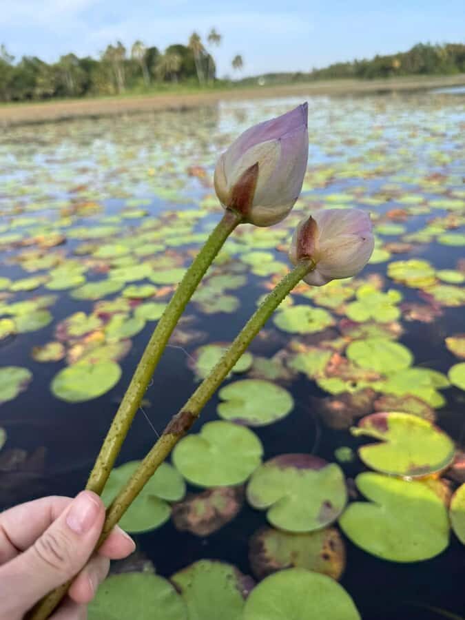 Weligama: Sunrise or Sunset Lotus Picking Canoe Tour - Who Will Love This Tour?