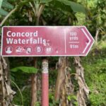 West Coast: Rum Distillery, Concord waterfall, Nutmeg processing - The Guides and Transportation