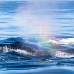 West Oahu Whale Watch & Turtle Snorkel with Whale Guarantee - Key Points