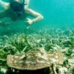 West Palm Beach: Beginner Snorkel Tour with Turtles & Videos - Meeting Point Details