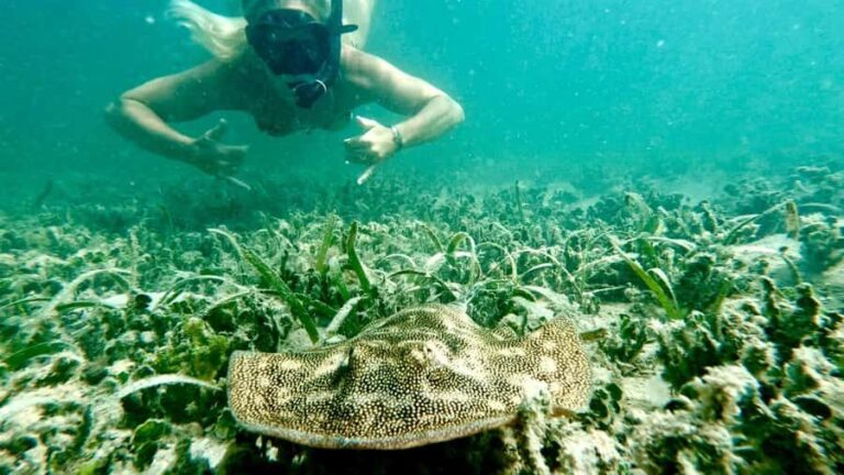 West Palm Beach: Beginner Snorkel Tour with Turtles & Videos - Meeting Point Details
