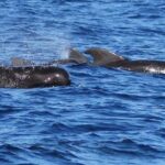 Whale and Dolphin Watching Cruise in St Lucia - Wildlife Encounters: What Youll Likely See (and What You Might Not)