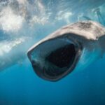 Whale Shark Adventure - Who Will Love This Tour?