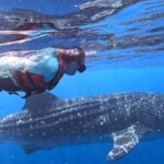 Whale Shark Adventure from Cancun and Mayan Riviera - Practical Details and Tips for Your Trip