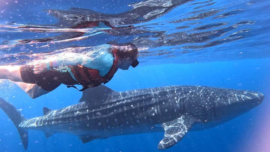 Whale Shark Adventure from Cancun and Mayan Riviera - Practical Details and Tips for Your Trip