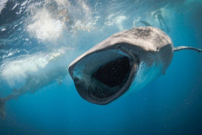 Whale Shark Adventure - Who Will Love This Tour?