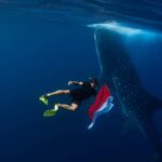 Whale Shark Experience Swim Side by Side with Gentle Giants - Why This Tour Fits Certain Travelers