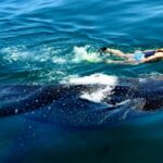 Whale Shark Swim, La Paz, and Todos Santos Day Trip - Why This Tour Works Well