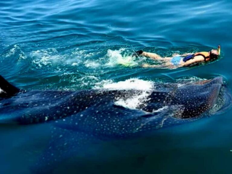 Whale Shark Swim, La Paz, and Todos Santos Day Trip - Why This Tour Works Well
