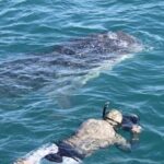 Whale Sharks Snorkeling Experience - Final Thoughts