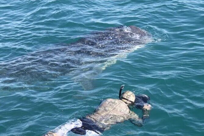 Whale Sharks Snorkeling Experience - Final Thoughts