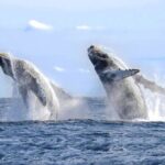 Whale Tale Adventures in Los cabos - The Authenticity and Practicalities of the Tour