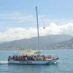 Whale Tour in Puerto Vallarta by Speedboat or Catamaran - How to Get the Most Value