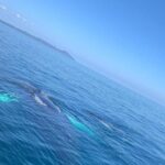 Whale watch tour from Santo Domingo with Bacardi Island and lunch included - Transportation and Comfort