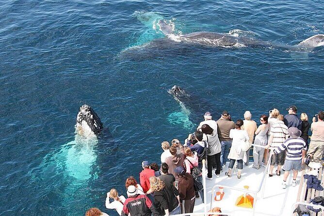Whale Watching 2026 from Punta Cana - Full Day - Why This Tour Offers Great Value