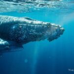Whale Watching Adventure in Cabo San Lucas - Why This Tour Stands Out