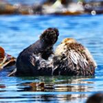 Whale Watching Adventure in Morro Bay - The Value of This Tour