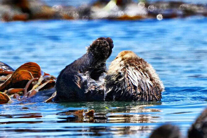 Whale Watching Adventure in Morro Bay - The Value of This Tour