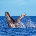Whale Watching Adventure In Puerto Vallarta - Analyzing the Value and Pricing