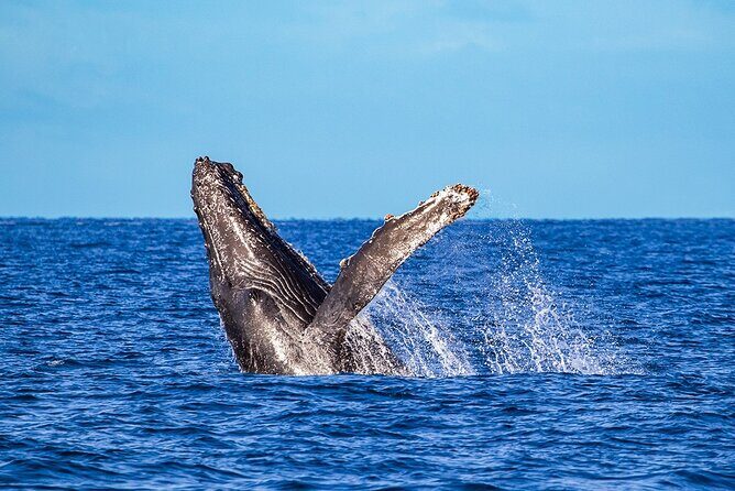 Whale Watching Adventure In Puerto Vallarta - Analyzing the Value and Pricing