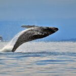 Whale Watching Adventure Vancouver - The Itinerary: What Really Happens?