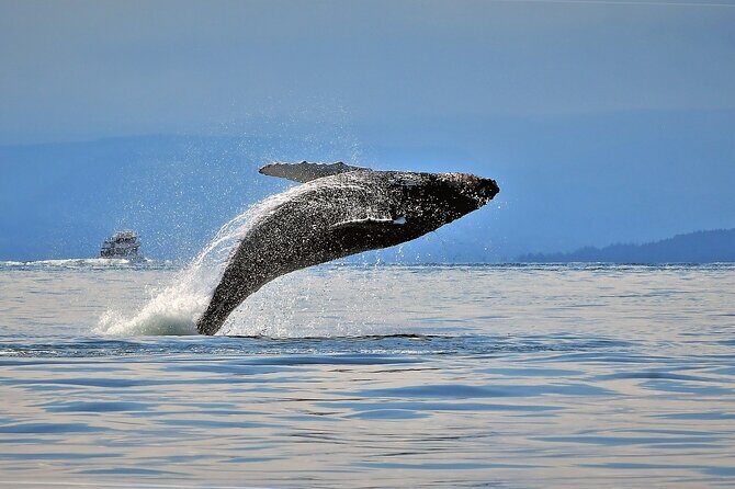Whale Watching Adventure Vancouver - The Itinerary: What Really Happens?