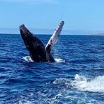 Whale Watching At The Sea of Cortez - Who Will Love This Tour?