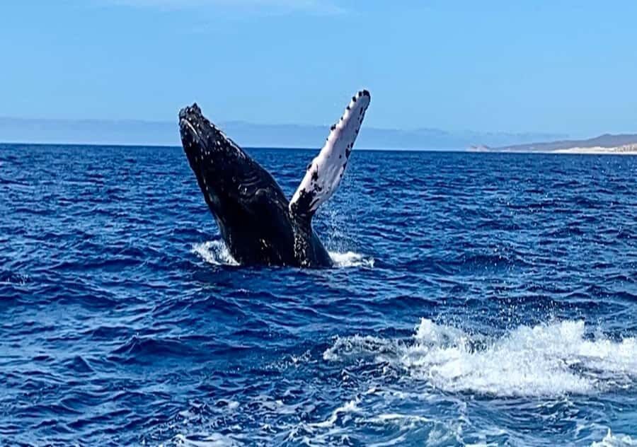 Whale Watching At The Sea of Cortez - Who Will Love This Tour?