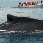 Whale Watching, Cayo Levantado and Limón Waterfall in Samaná - Authentic Traveler Insights