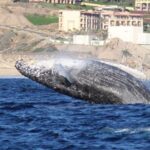 Whale-Watching Discovery Cruise with Brunch or Dinner - Why This Tour Stands Out