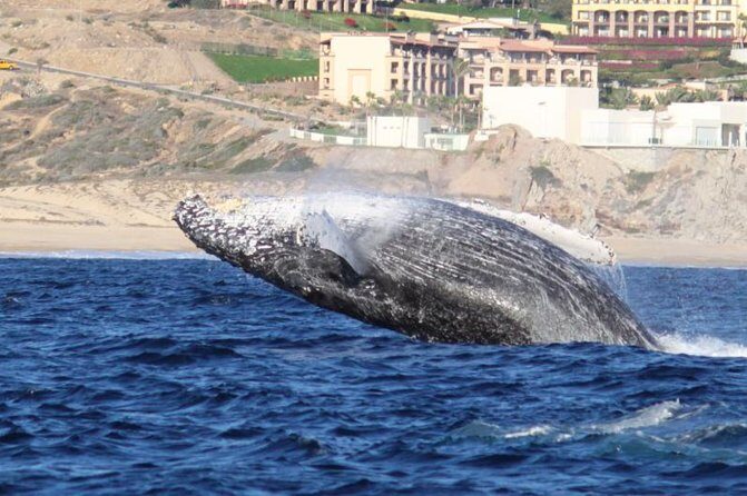 Whale-Watching Discovery Cruise with Brunch or Dinner - Why This Tour Stands Out