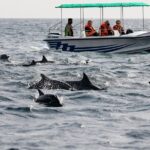 Whale Watching from Beruwala on Shared Boat - The Itinerary and What You Can Expect