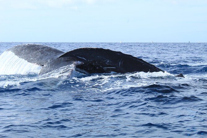 Whale Watching in Cabo San Lucas - The Sum Up