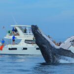 Whale Watching in Los Cabos  An Unforgettable Experience - FAQ
