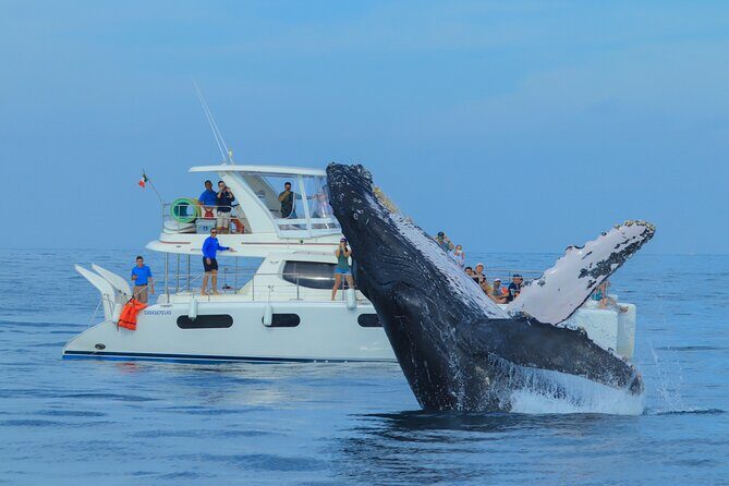 Whale Watching in Los Cabos An Unforgettable Experience - FAQ