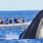 Whale Watching in Puerto Vallarta! - The Itinerary: What to Expect on Your Whale Watching Day