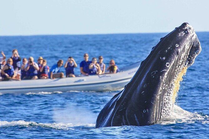 Whale Watching in Puerto Vallarta! - The Itinerary: What to Expect on Your Whale Watching Day