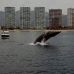 Whale Watching in Puerto Vallarta Bay - Who This Tour Is Perfect For