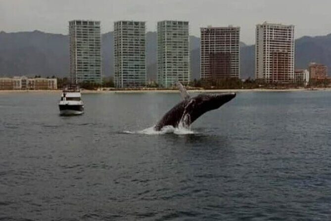 Whale Watching in Puerto Vallarta Bay - Who This Tour Is Perfect For