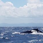 Whale Watching in Samana - What Travelers Say