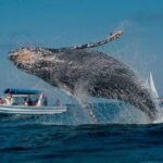 Whale Watching in Samaná Bay + Bacardi Island Beach- Full DayTrip - Who Should Book This Tour?
