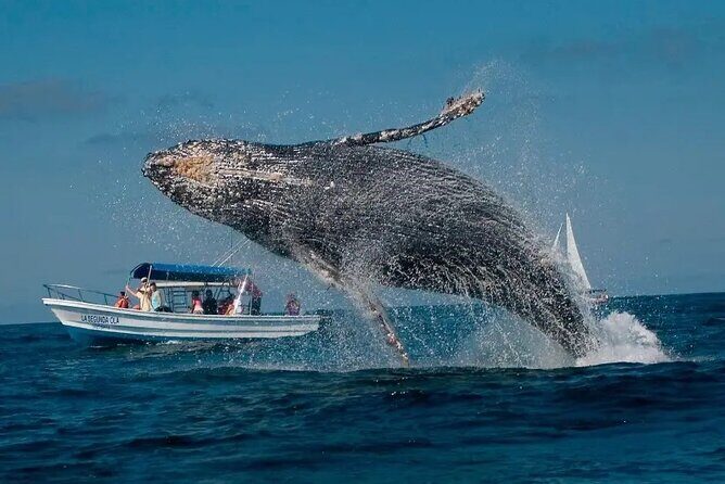 Whale Watching in Samaná Bay + Bacardi Island Beach- Full DayTrip - Who Should Book This Tour?