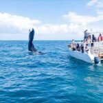 Whale Watching in Samana Bay from Las Terrenas - The Sum Up
