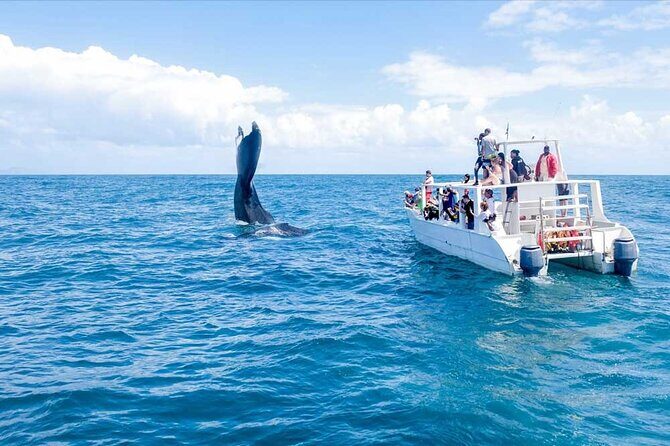 Whale Watching in Samana Bay from Las Terrenas - The Sum Up