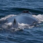 Whale Watching in Samana with Boat Tour - What We Loved About the Experience